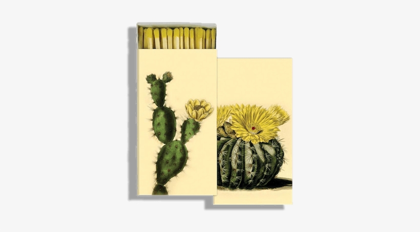 Matches - Homart Cacti Match Boxes With Wooden Matches (set Of ...