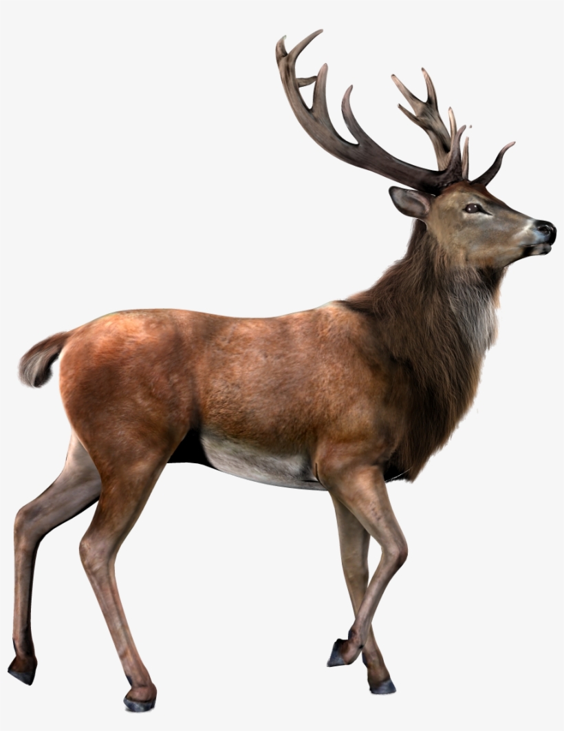 Deer With Transparent Background Png - Best Gift - Hunters Will Do ...