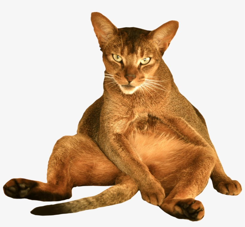 Devil Cat - Cat Png No Background - 1600x1403 PNG Download - PNGkit