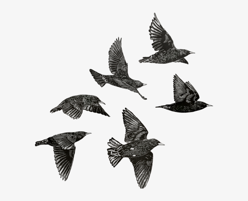 European Starlings Sheet - Common Starling - 690x690 PNG Download - PNGkit