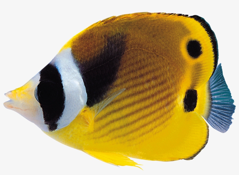 Coral Reef Fish Png - 1842x1279 PNG Download - PNGkit