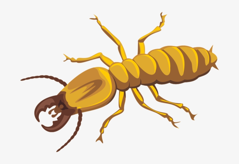 Termite Png Photos - 800x563 PNG Download - PNGkit