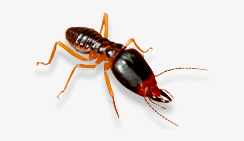 Termite - 814x406 PNG Download - PNGkit