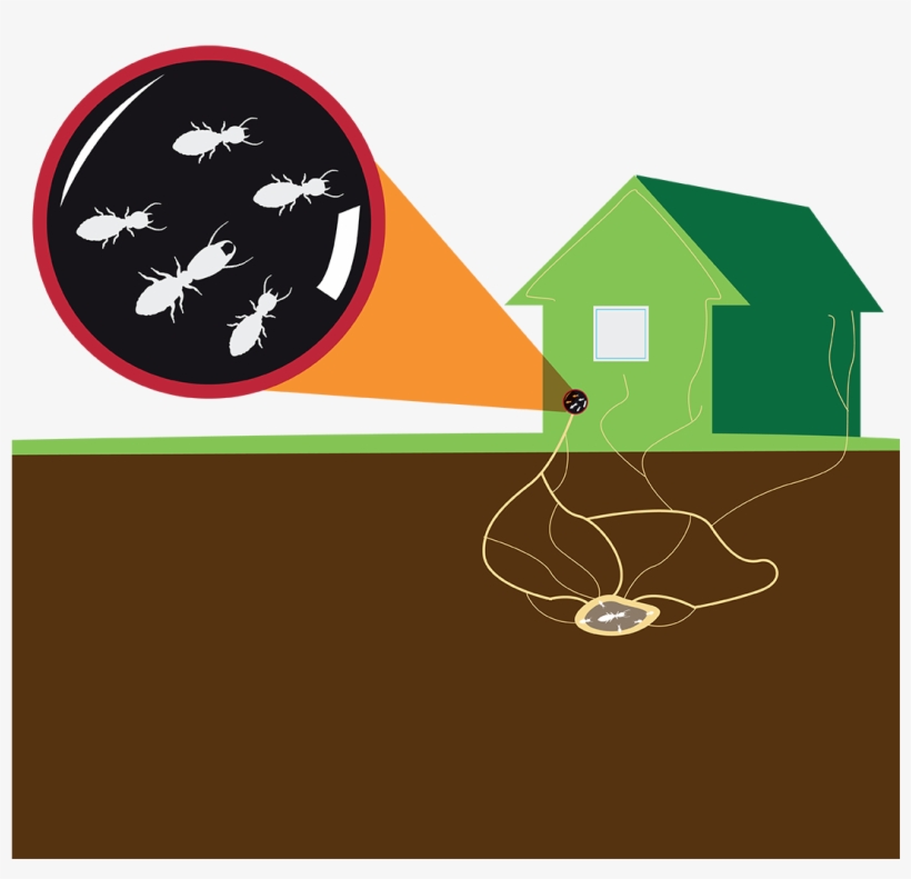 Subterranean Termite Colony Illustrated - 1080x1080 PNG Download - PNGkit