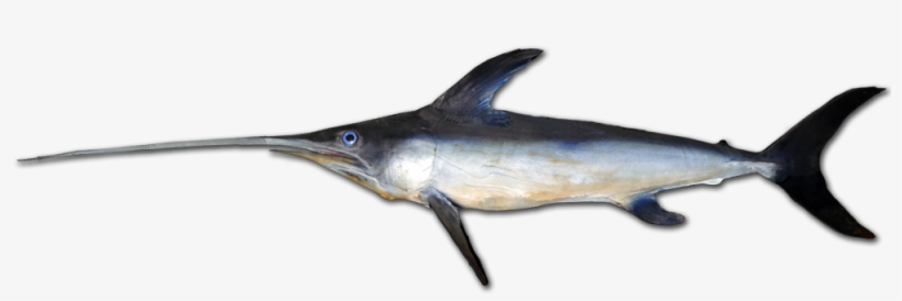 File - Swordfish-0026a - 1009x311 PNG Download - PNGkit