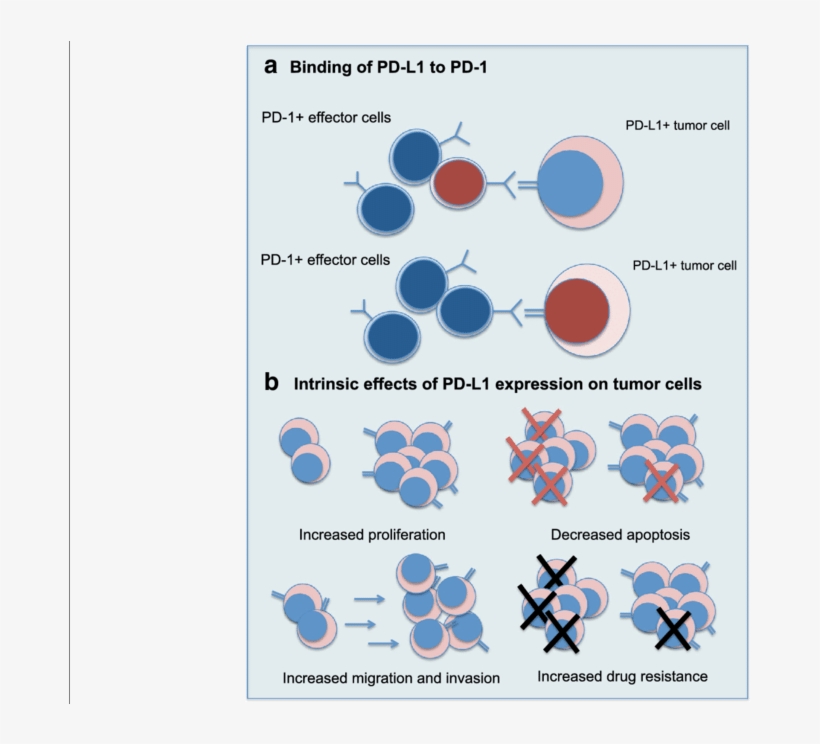 Intrinsic And Extrinsic Effects Of Pd L1 Expression - 850x663 PNG ...