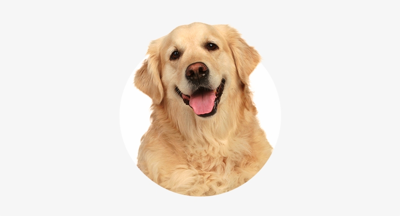 Golden Retriever - Golden Retriever Transparent Background - 400x400 ...