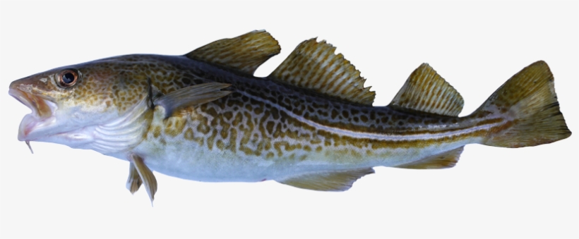 Download Transparent Atlantic Cod - PNGkit