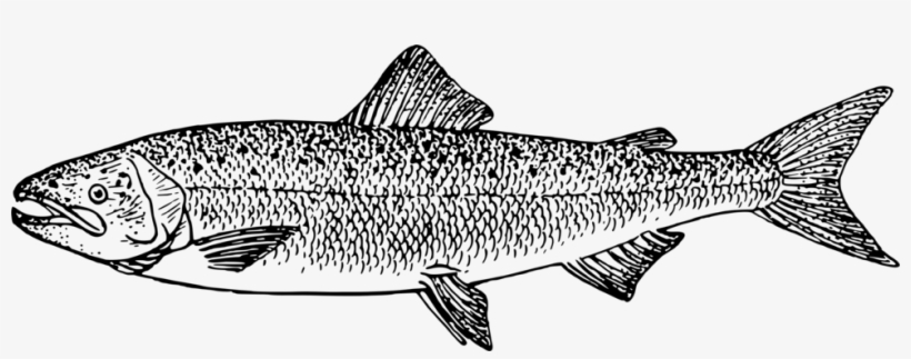 Fishing Drawing Tropical Fish Free Commercial Clipart - Carassius ...