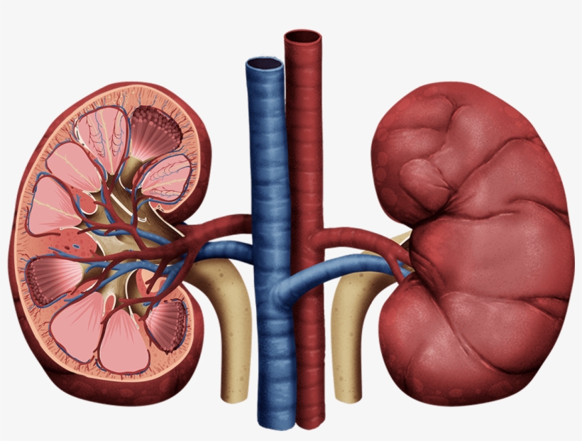 How To Draw Human Kidney The Right Way In Just 10 Minutes - Glomerular ...