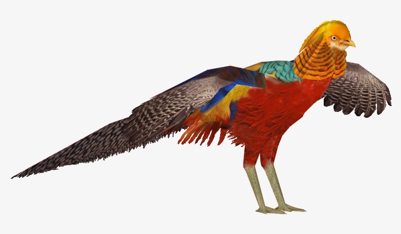 Pheasant Png - 800x800 PNG Download - PNGkit