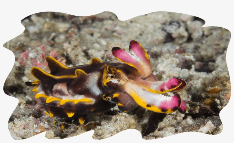 Flamboyant Cuttlefish « - 1280x720 PNG Download - PNGkit