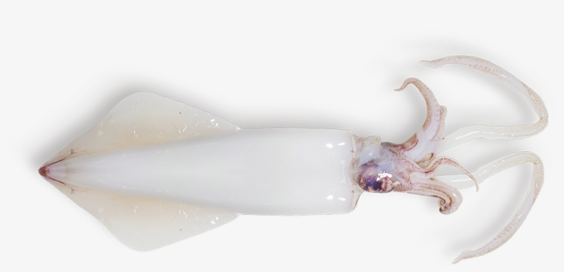 Cuttlefish Png - 957x500 PNG Download - PNGkit