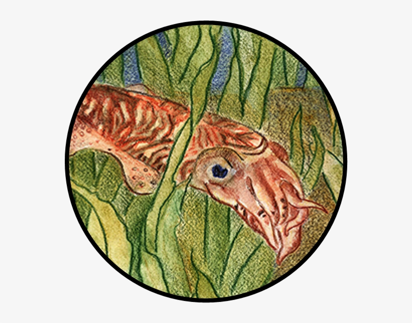 Cuttlefish Png - 596x596 PNG Download - PNGkit