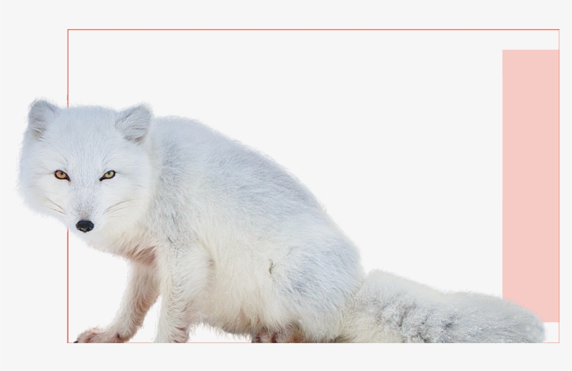 Test-carousel - 815x560 PNG Download - PNGkit