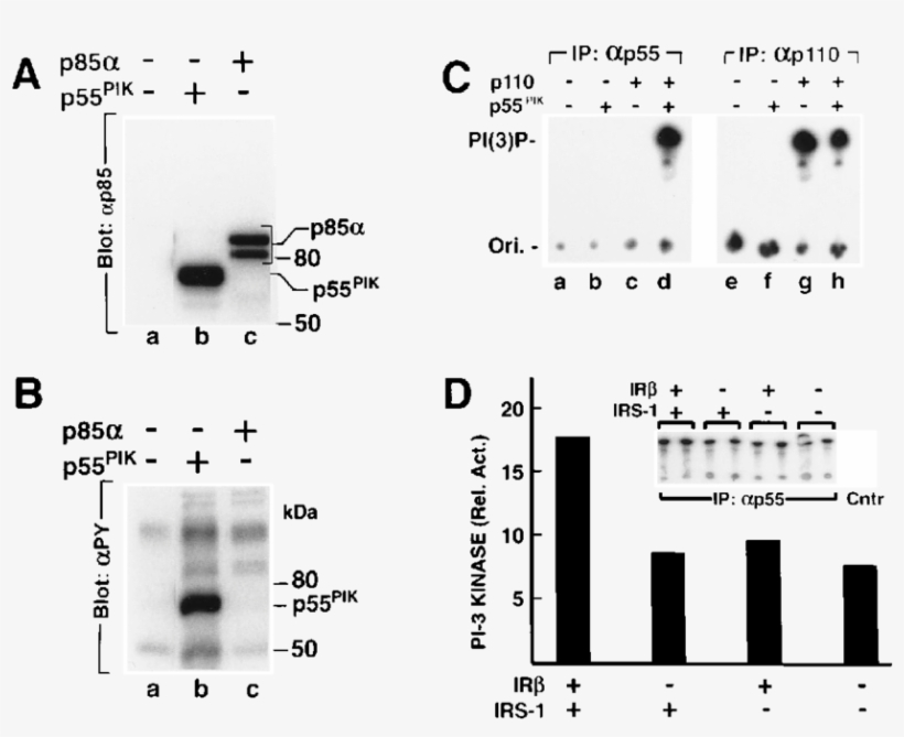 Sf9 Cells Were Infected With A Baculovirus Containing - 850x646 PNG ...