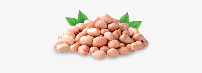 Peanuts - Groundnut Png - 495x400 PNG Download - PNGkit