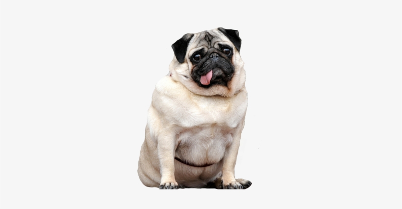Source - - Pug Transparent - 500x363 PNG Download - PNGkit