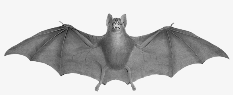 Bat Halloween Png Clipart Source - Demon Warrior Png - 886x338 PNG ...