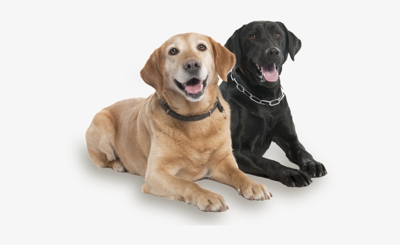 Two Cute Dogs - Dog - 600x485 PNG Download - PNGkit