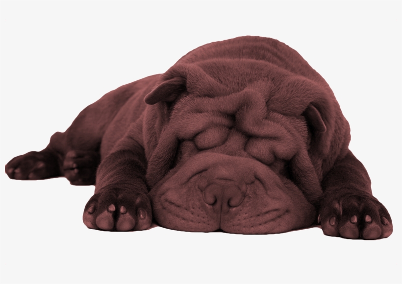 Death Dog Png - Shar Pei Chow Chow Lion - 800x500 PNG Download - PNGkit