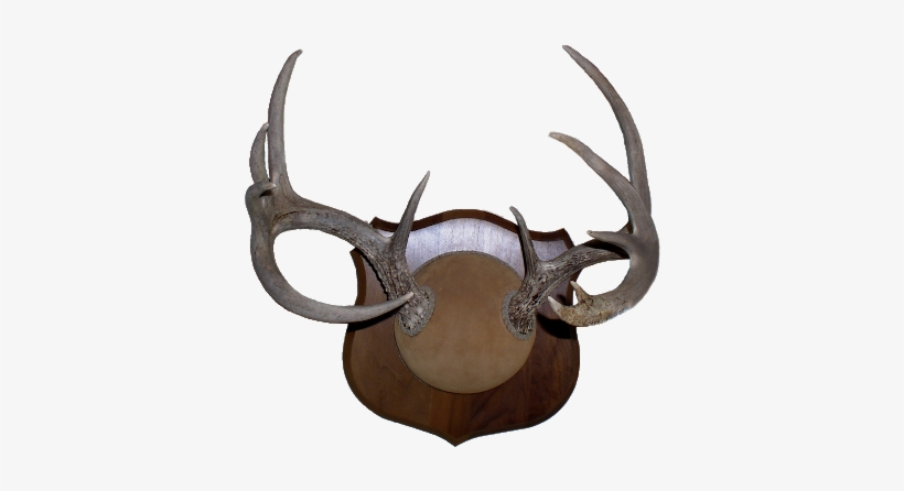 Deer Antlers Png Sharp-lookin' Deer Antler Mount - Antler - 400x384 PNG ...
