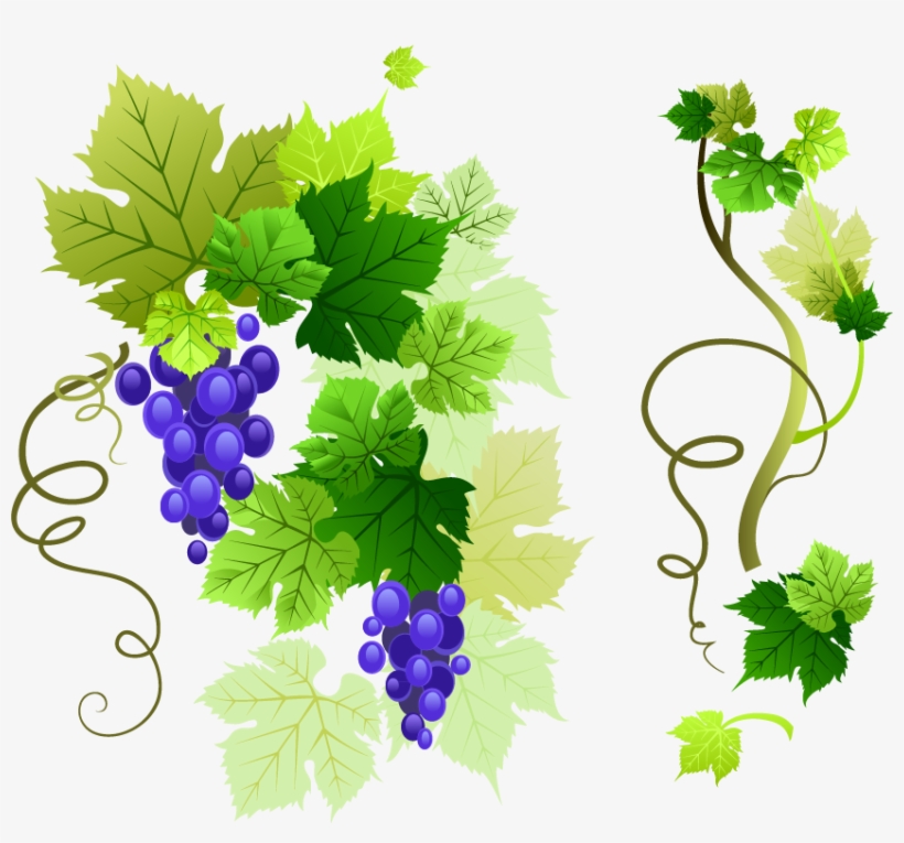 Grapevine Png Free Download - Grape Leaf Vector Png - 850x752 PNG Download - PNGkit