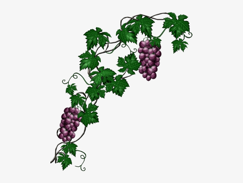 Grapevine Png - 480x538 PNG Download - PNGkit