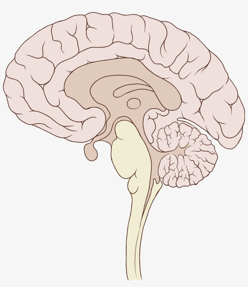 Open - Ventromedial Prefrontal Cortex Diagram - 2000x2210 PNG Download ...