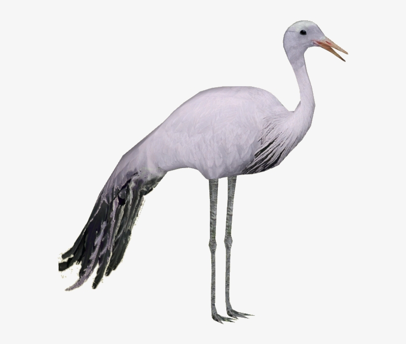 Download Transparent Blue Crane - Blue Crane Png - PNGkit