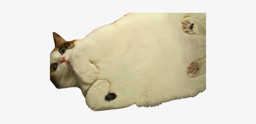 Cat Png Transparent - Cat Toe Beans - 500x330 PNG Download - PNGkit