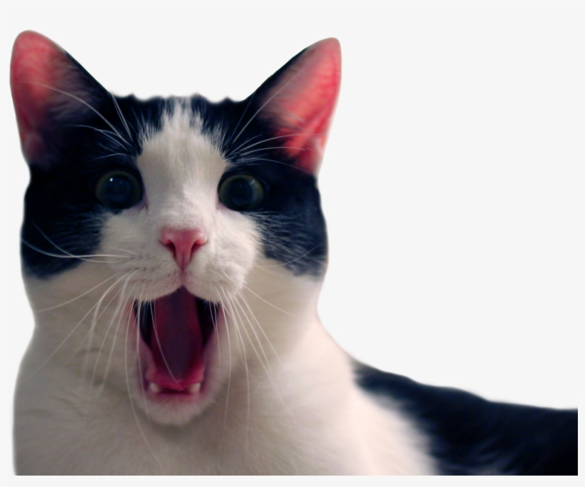 Animalcat - Funny Cat Transparent Background - 2871x2277 PNG Download ...
