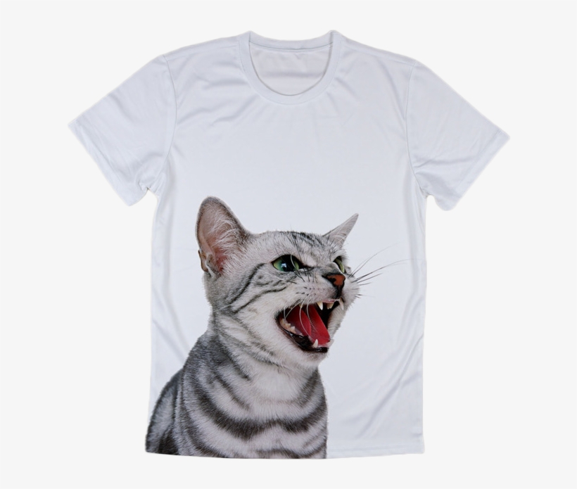 Cats In White Background - 640x640 PNG Download - PNGkit