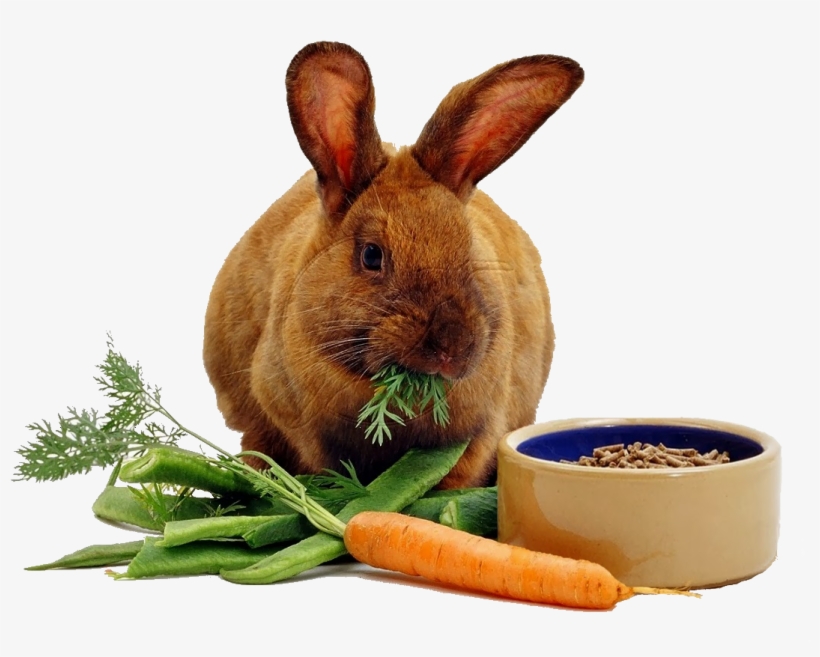 Conejo - 1089x843 PNG Download - PNGkit