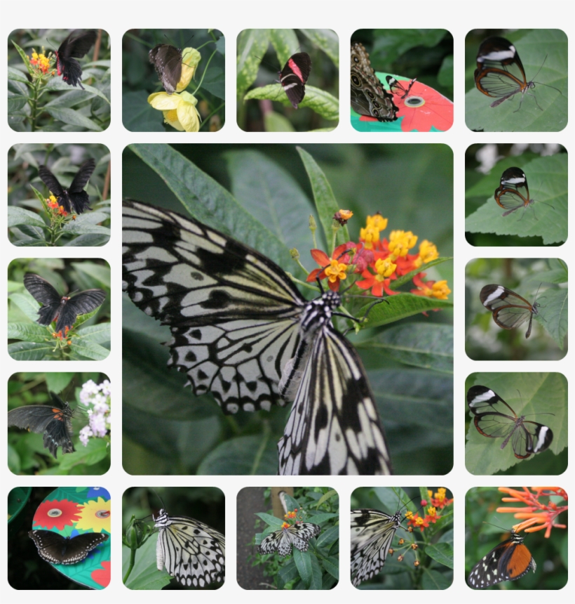 Flutter By, Butterflies - 1024x1024 PNG Download - PNGkit