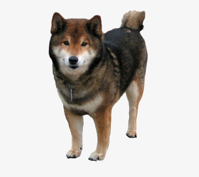Shiba Shiba Inu Transparent Dog Shibe Doge I Fuckign - 600x736 PNG ...