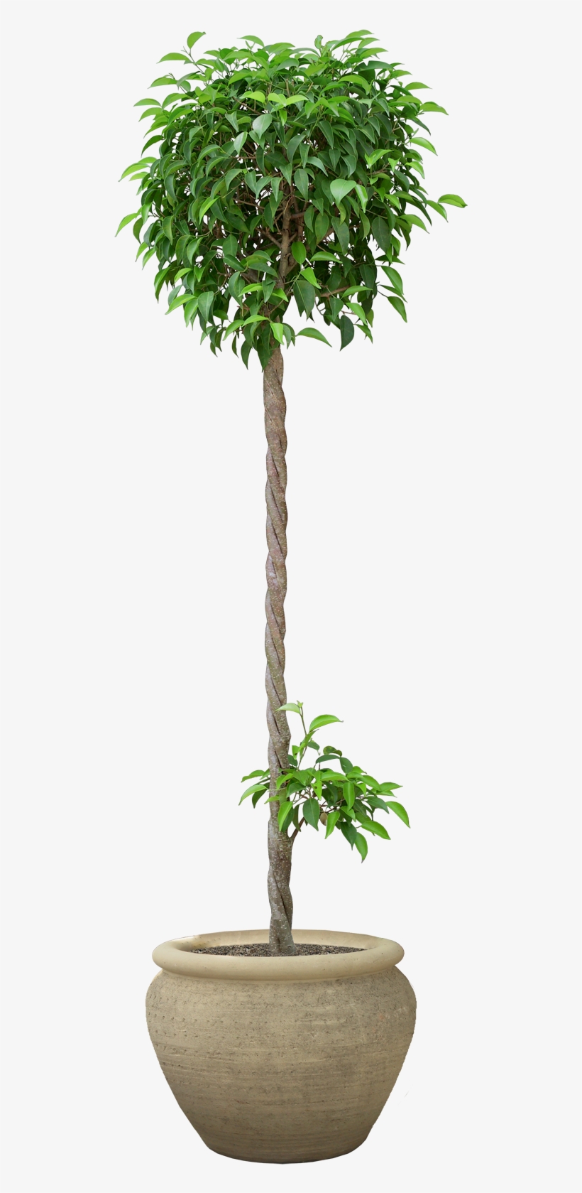 Potted Plant Png - Plants - 600x1640 PNG Download - PNGkit