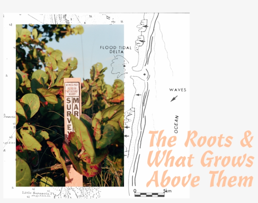 Roots - Portable Network Graphics - 1000x727 PNG Download - PNGkit