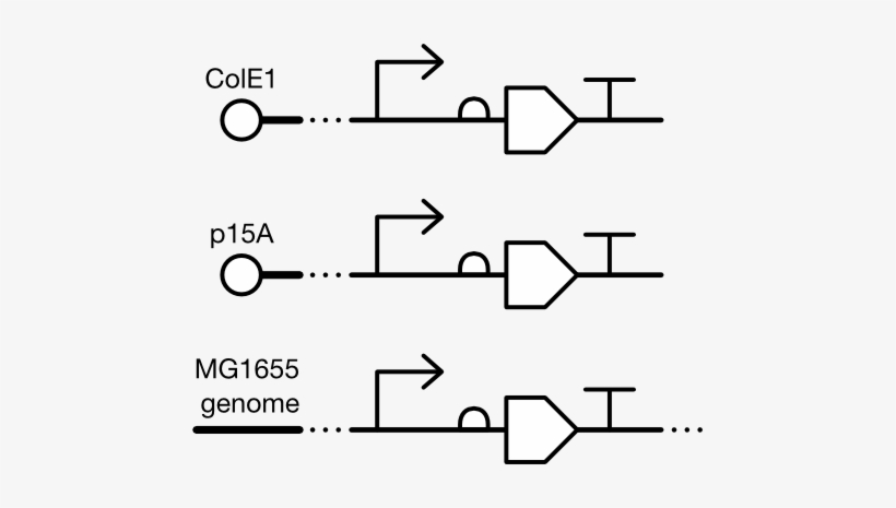 Not Entirely Against The Addition Of A Squiggle Glyph, - Diagram ...