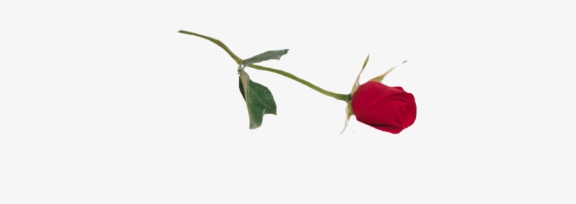 Single Rose Png - 400x302 PNG Download - PNGkit