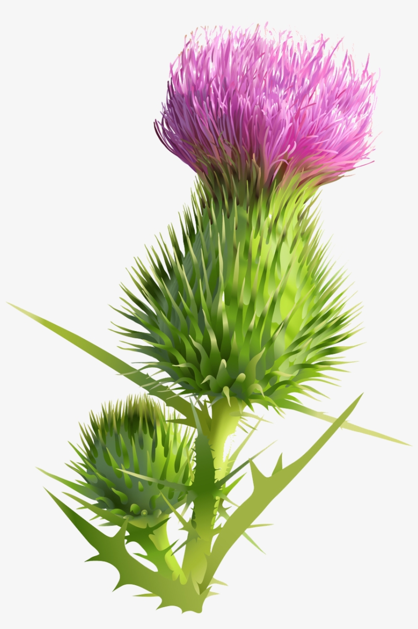Thistle Png - 1378x1378 PNG Download - PNGkit