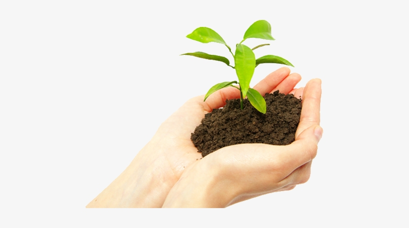 Soil In Hand Png - 477x378 PNG Download - PNGkit