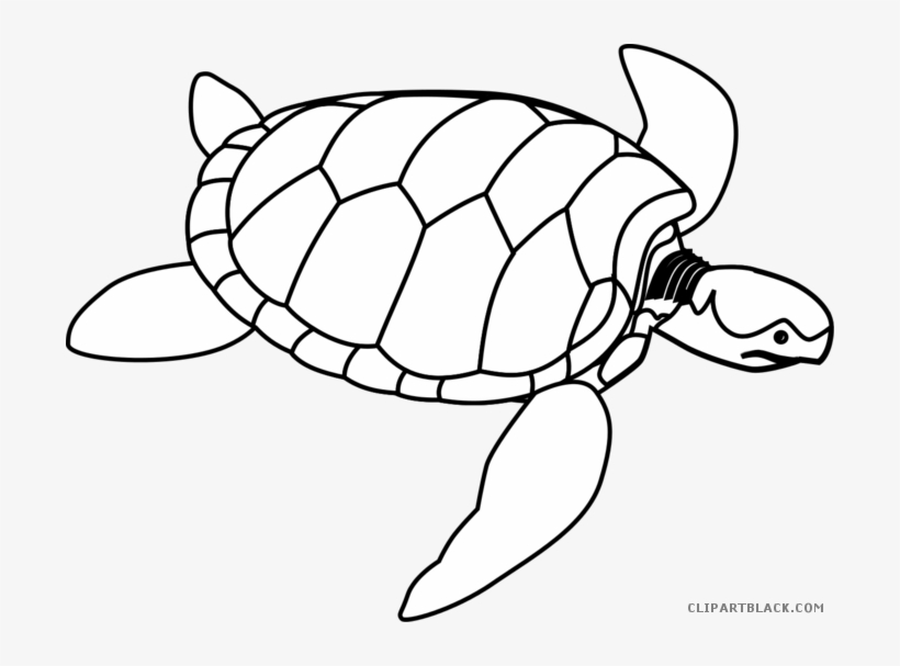 Turtles Clipart Outline - Activity For Color Green - 700x527 PNG ...