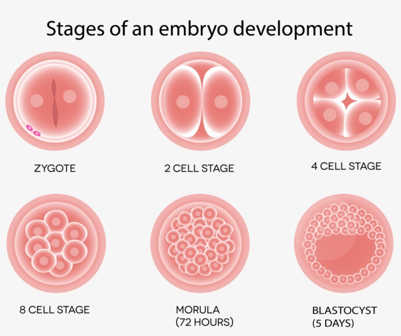 Stages Of Embryo - 1157x924 PNG Download - PNGkit