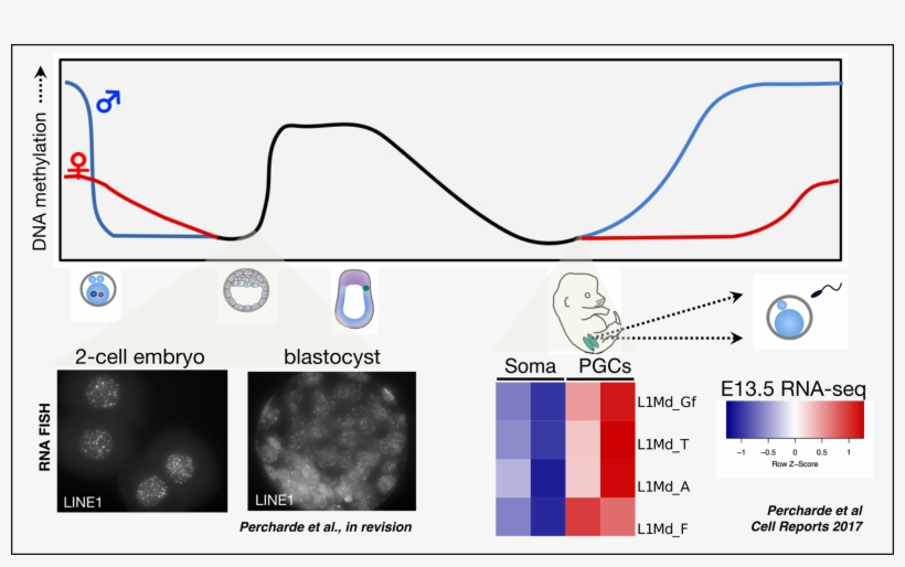 However, Line1 Rna Is Highly Abundant During Mouse - 2048x1186 PNG ...