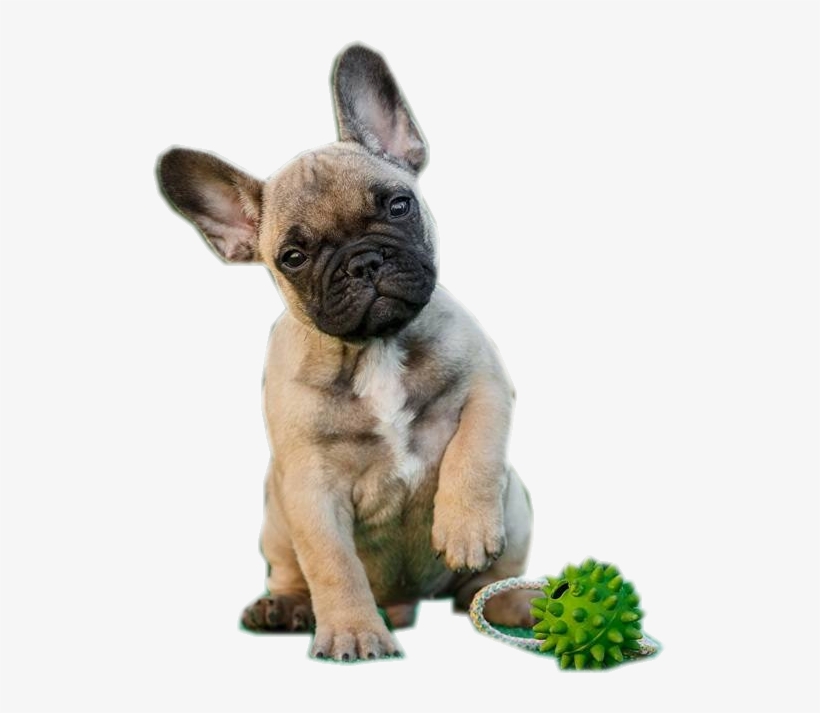 Tubes Chiens - 514x633 PNG Download - PNGkit