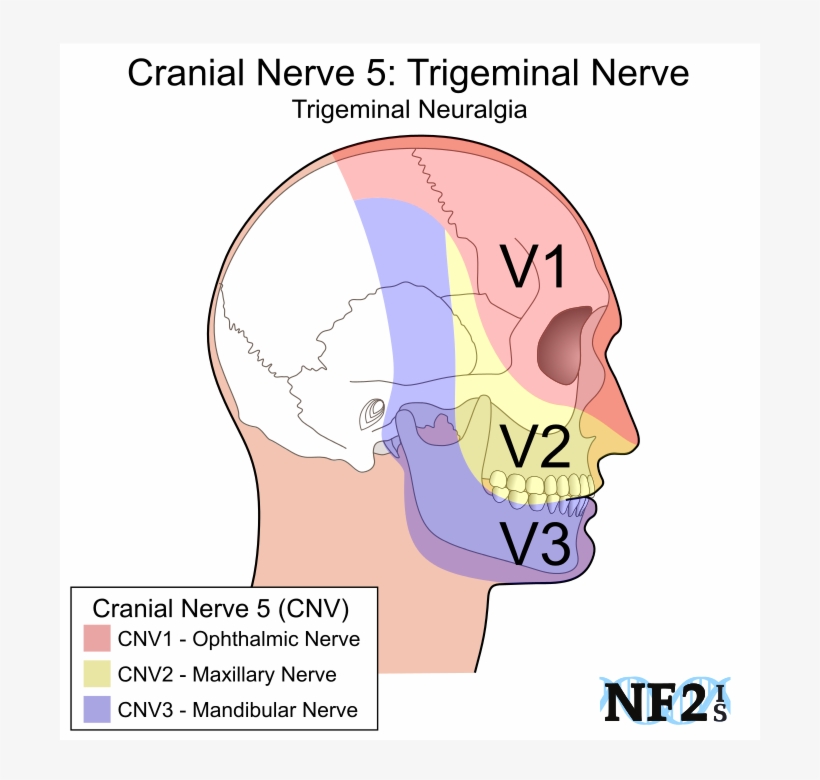 Download Transparent Cranial Nerve 5, Cn5, Ophthalmic Nerve, V1, Cnv1, Cn51, - PNGkit