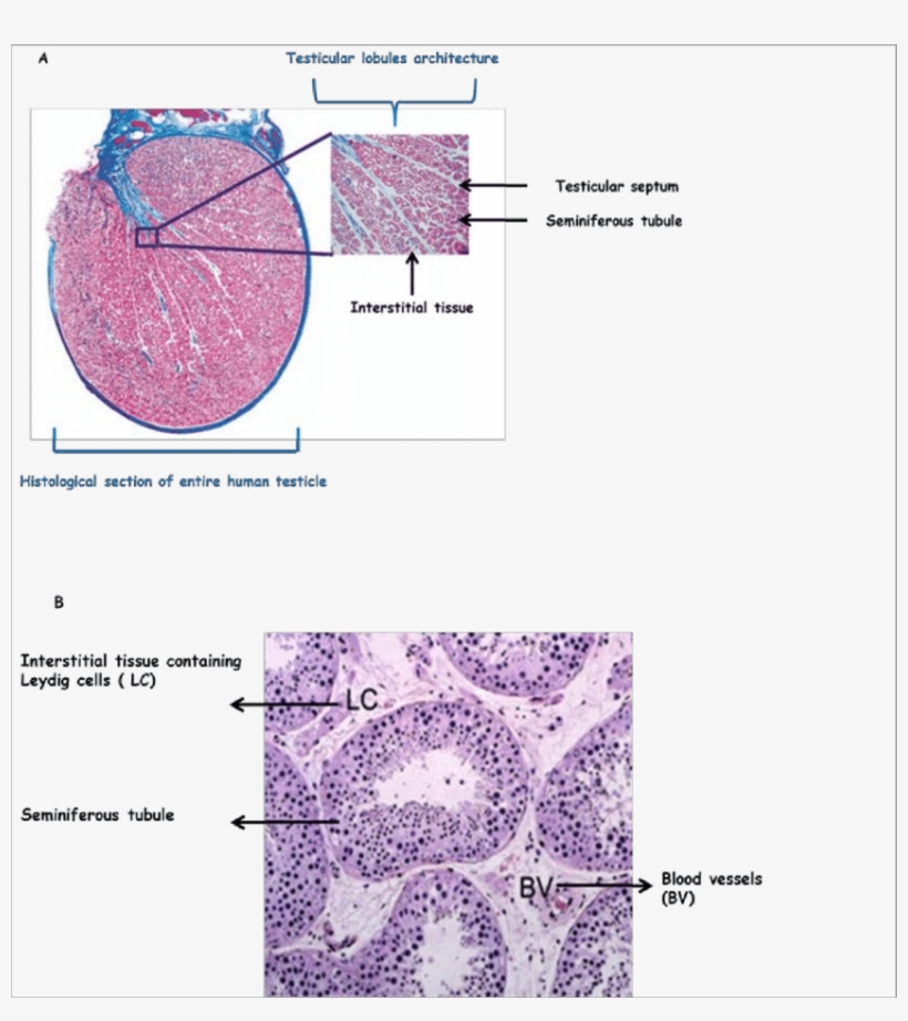 Histological Section Of The Human Testis Histological - 850x915 PNG ...