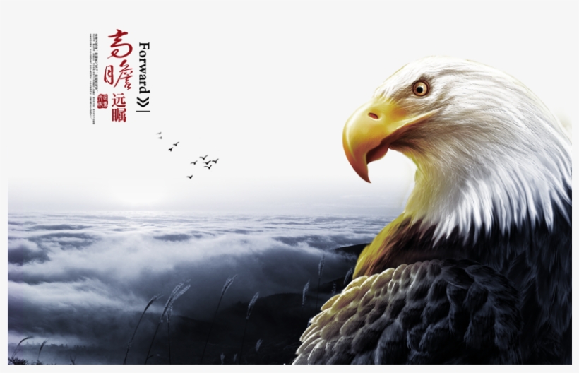 Bald Eagle High Definition Television D Film - 827x827 PNG Download ...