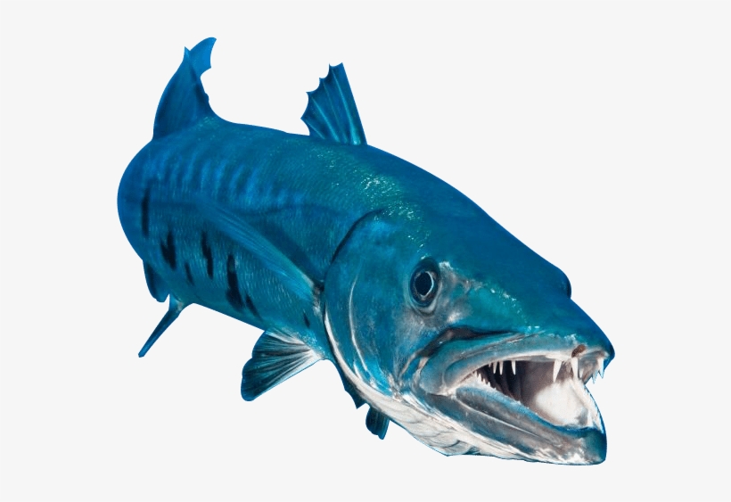 Barracuda Png - 600x600 PNG Download - PNGkit